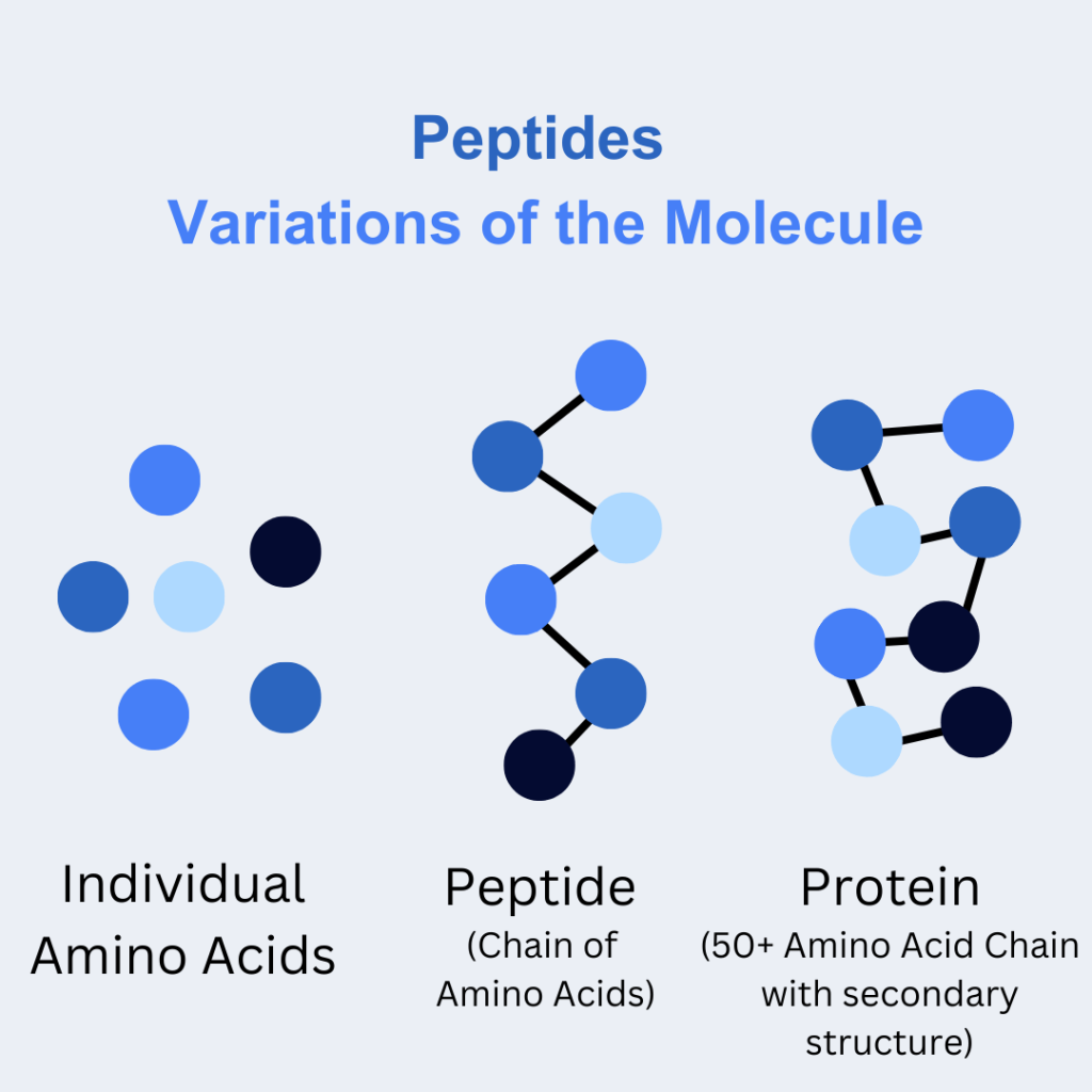 What Is A Peptide? | Structure, Benefits & Uses Of Peptides