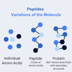 What Is A Peptide? | Structure, Benefits & Uses Of Peptides